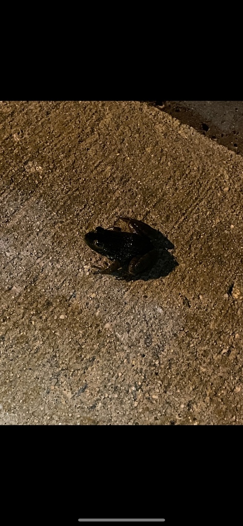 American Water Frogs from Mountain Vista Ln, Cary, NC, US on June 24 ...