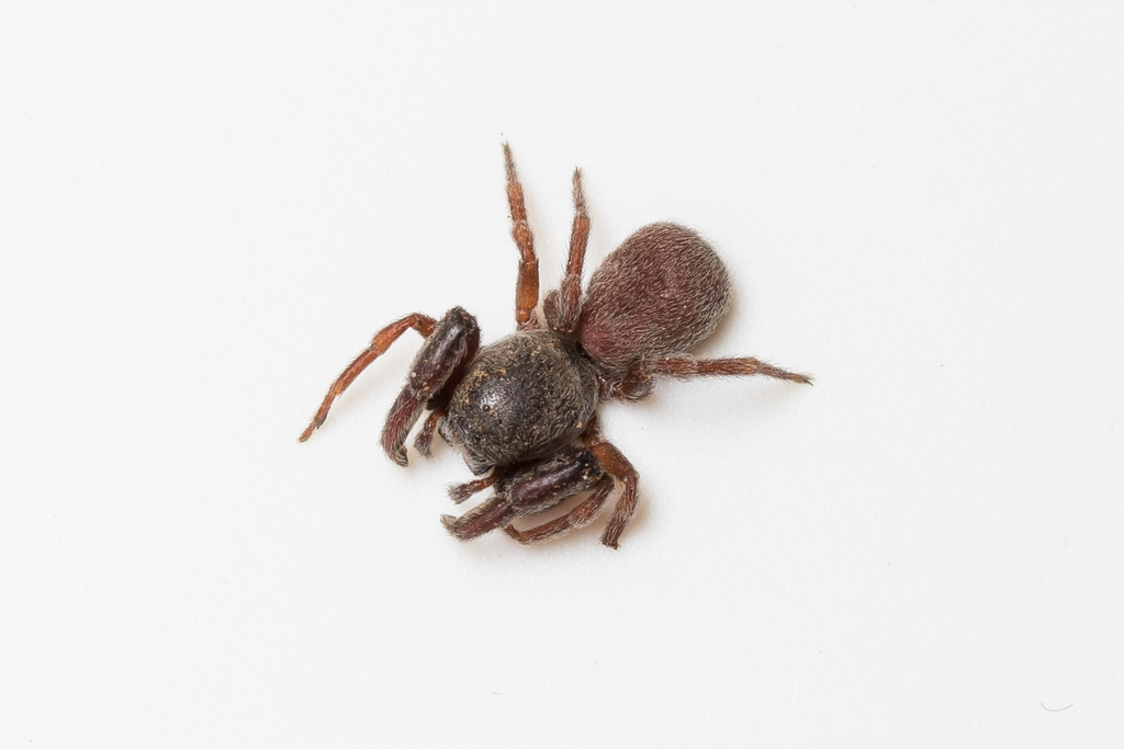 Common Palp-footed Spiders from Southern Aegean, Greece on June 15 ...