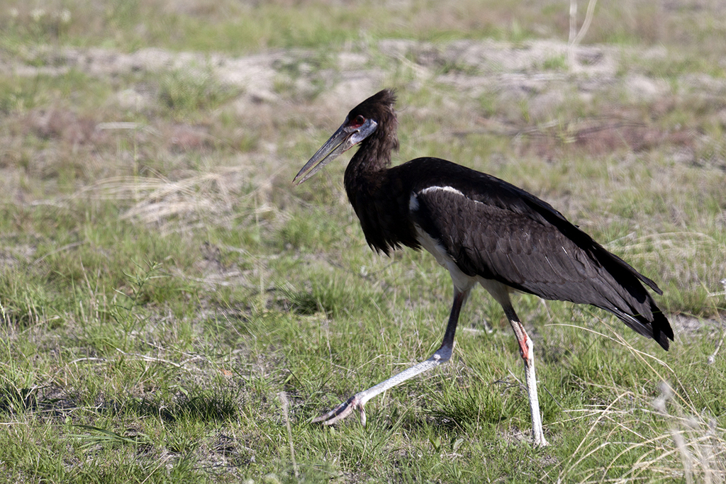 Abdim's Stork from Oshana, Namibie on February 26, 2018 at 04:25 PM by ...