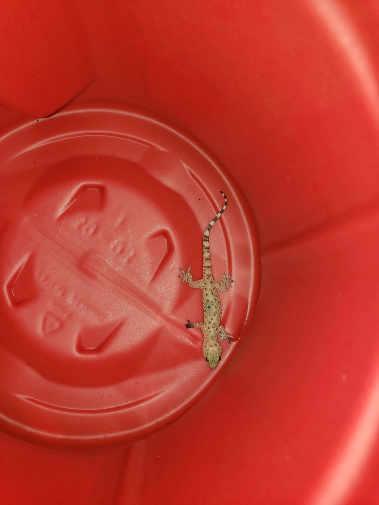 Mediterranean House Gecko from Jefferson City, MO, USA on June 24, 2021 ...