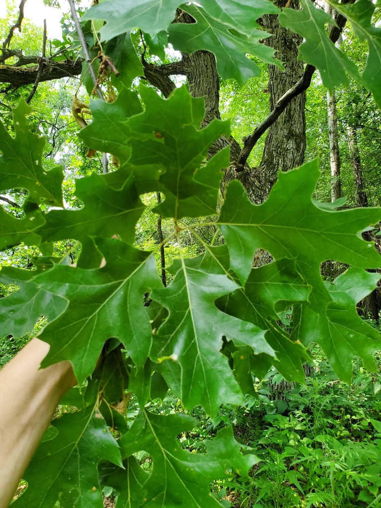black oak from Cottage Grove, MN, USA on June 24, 2021 at 12:18 PM by ...