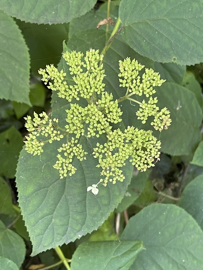 wild hydrangea from George Washington Memorial Pkwy, McLean, VA, US on ...