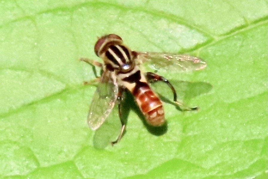 Lump-legged Swamp Fly from New York Botanical Garden, New York, NY, US ...