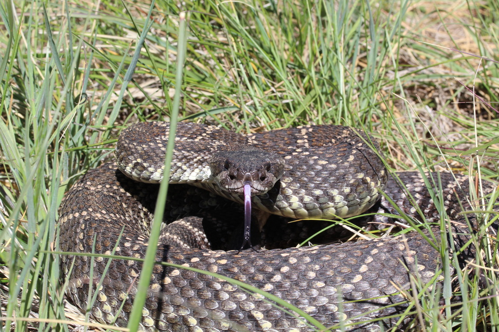 Southern Pacific Rattlesnake in May 2021 by Kenny Elliott. San Diego ...