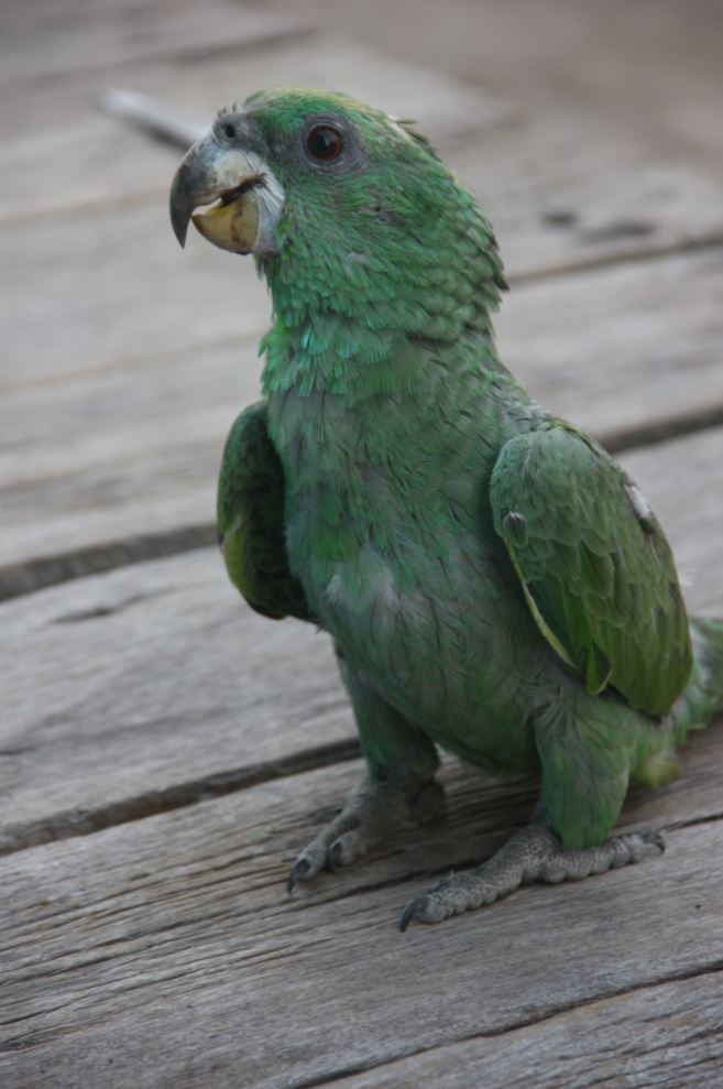 Kawall's Parrot in August 2015 by Juliana Lins · iNaturalist