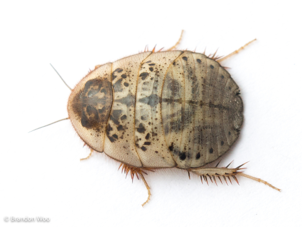 Arenivaga floridensis from Archbold Biological Station, Highlands ...
