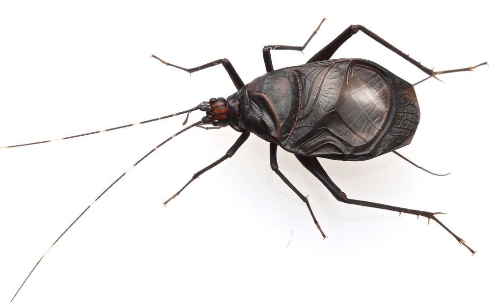 Southern African Bell Cricket from Gorongosa NP, Mozambique on July 28 ...