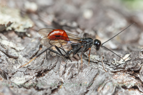 Pristaulacus rufitarsis · iNaturalist United Kingdom