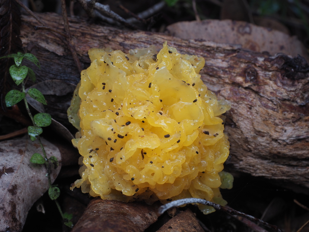 witch's butter from Quinninup WA 6258, Australia on June 06, 2021 at 10 ...