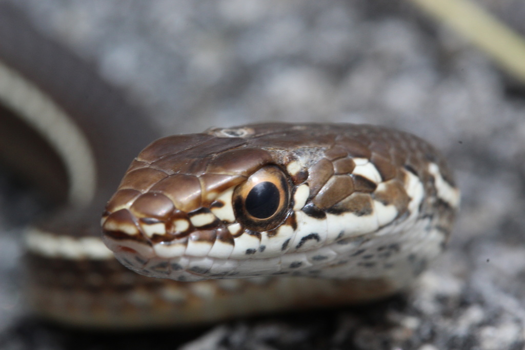 Striped Racer in April 2021 by Kenny Elliott. San Diego county ...