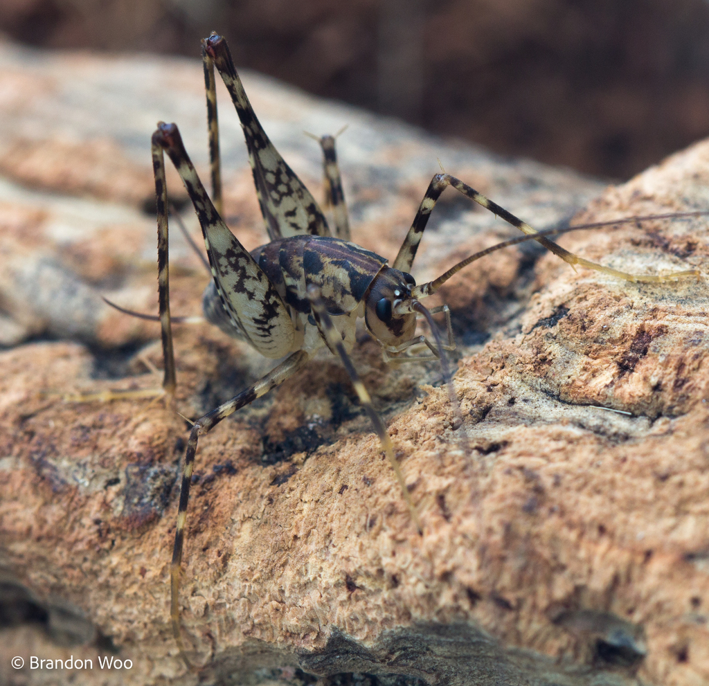 Spider Cricket Bite