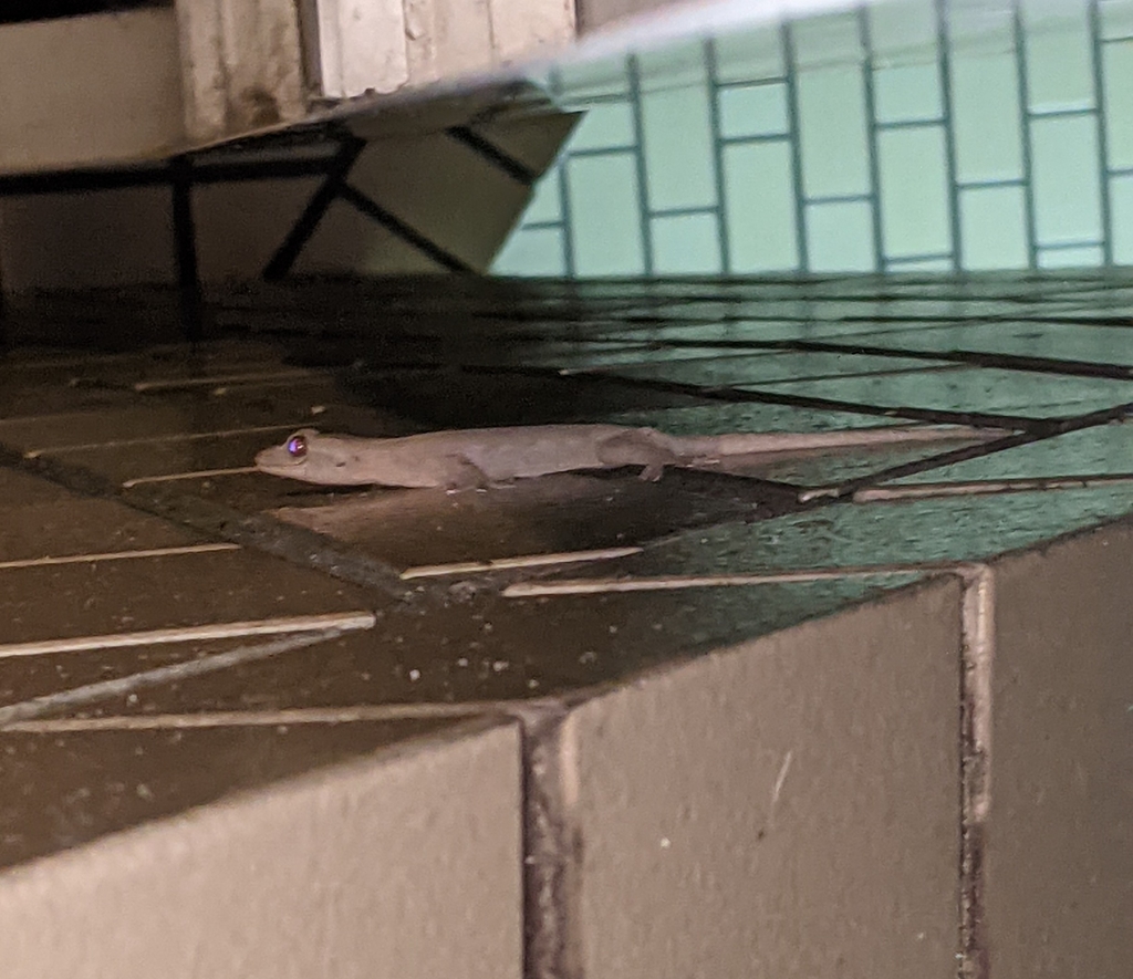 Typical Geckos from Nagoya on June 25, 2021 at 10:29 PM by KeruKeru ...