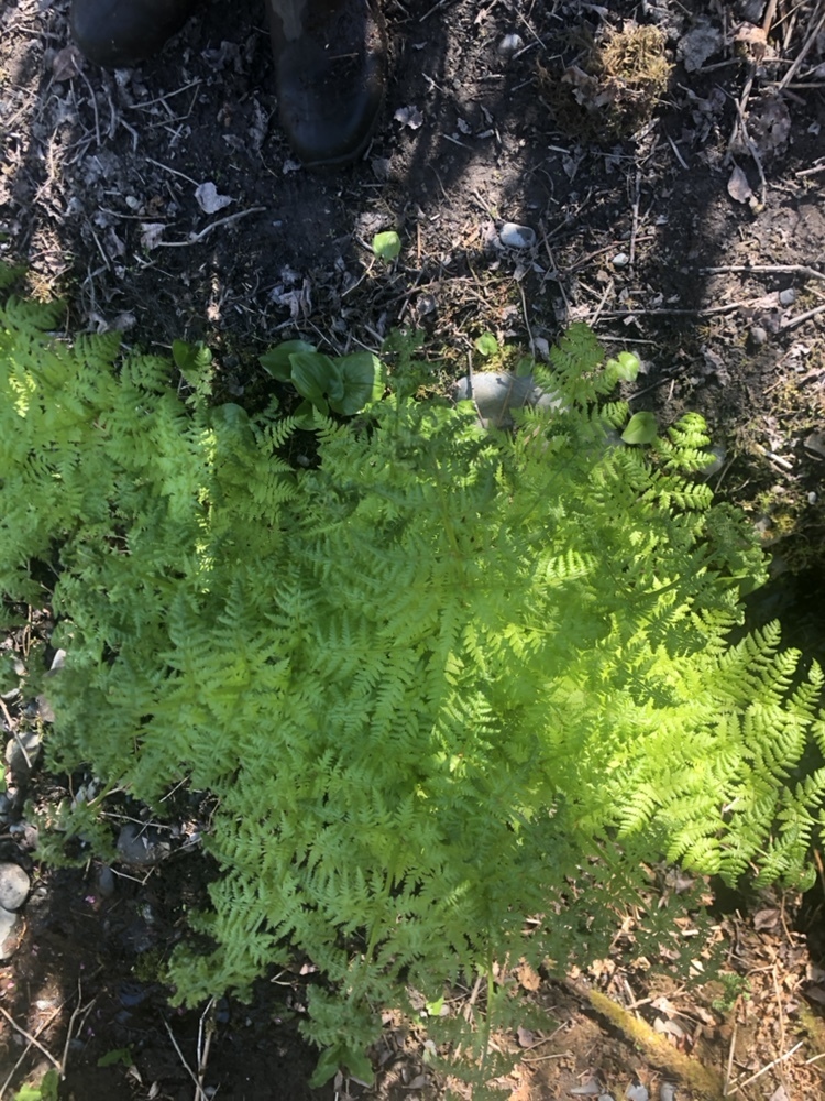 ferns from Valdez-Cordova County, US-AK, US on May 25, 2021 at 10:01 AM ...