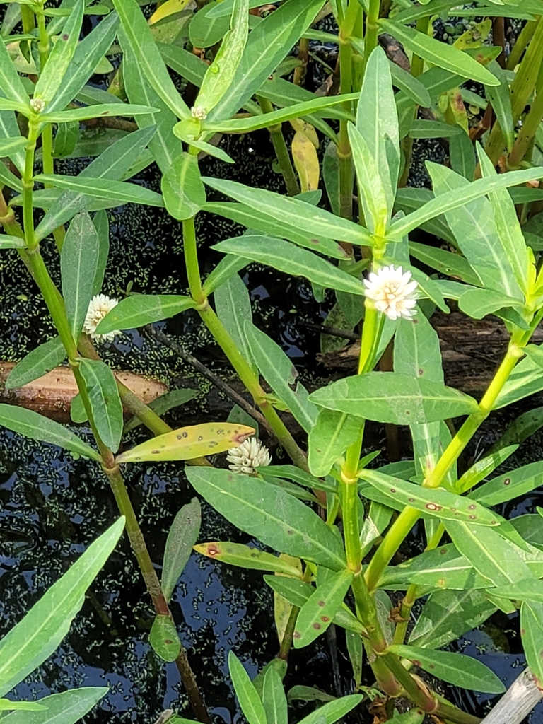 Alternanthera Philoxeroides