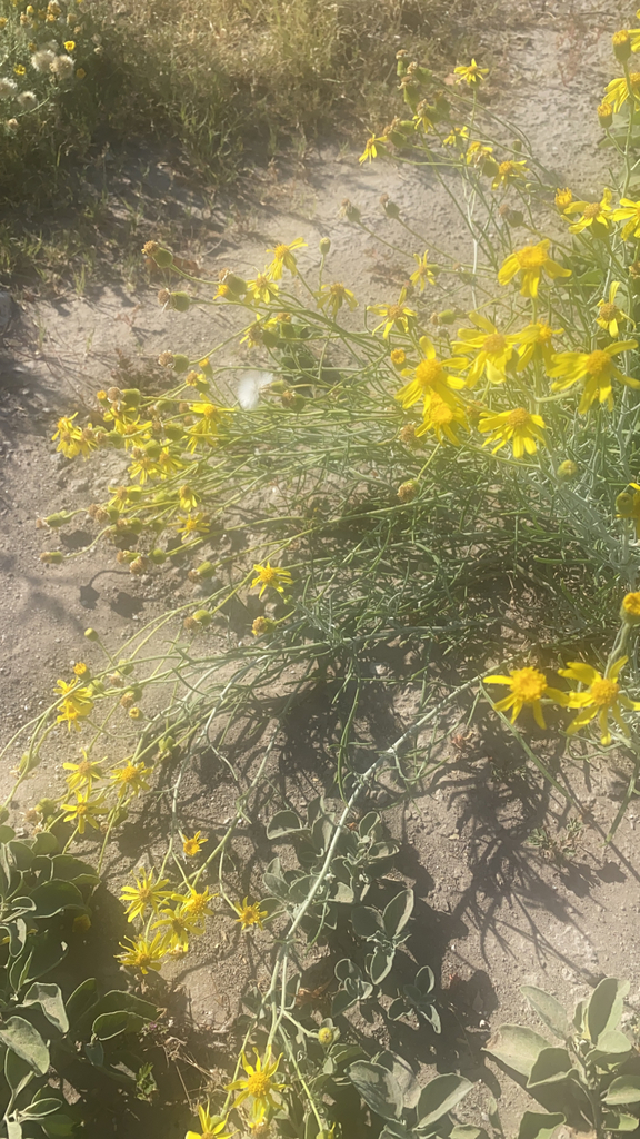 threadleaf groundsel from Hobbs on June 24, 2021 at 08:37 AM by Ryan ...