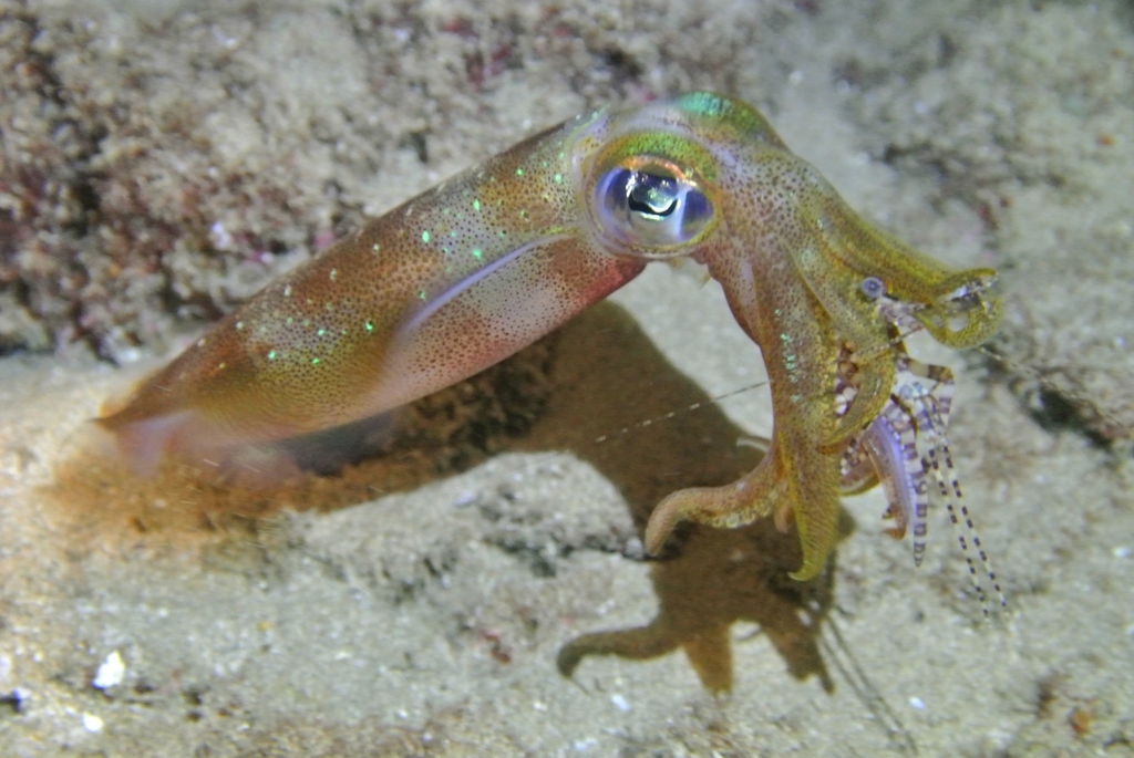 Florida Squid Species