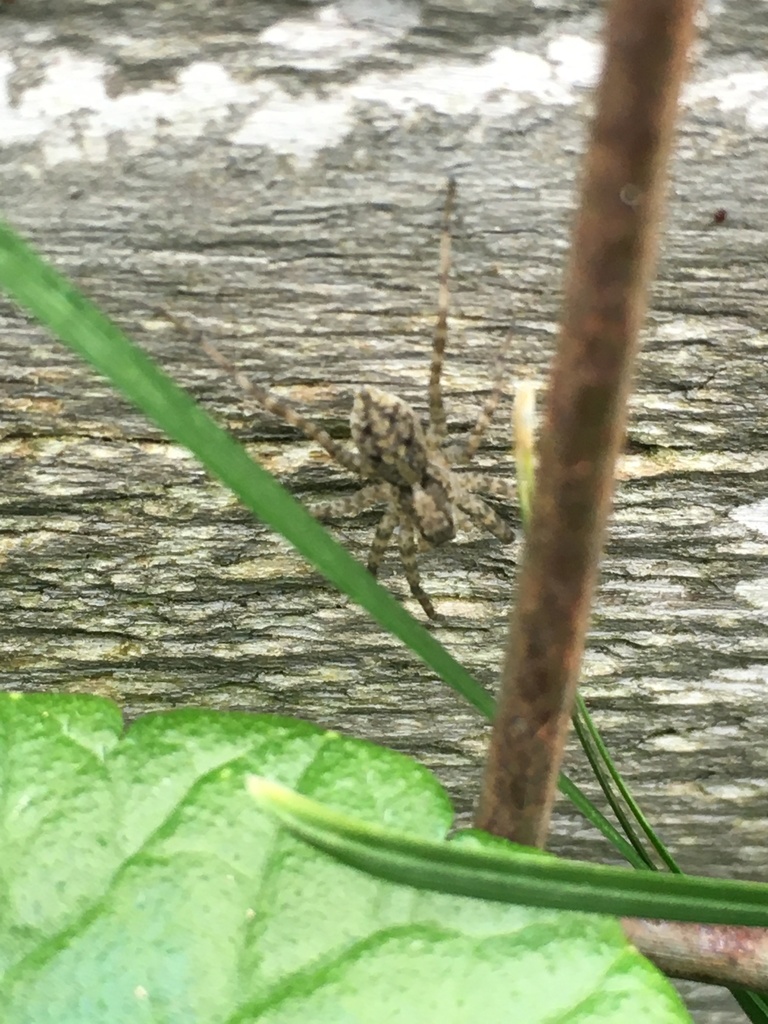 Thin-legged Wolf Spiders from Penry Rd, Delaware, OH, US on June 25 ...