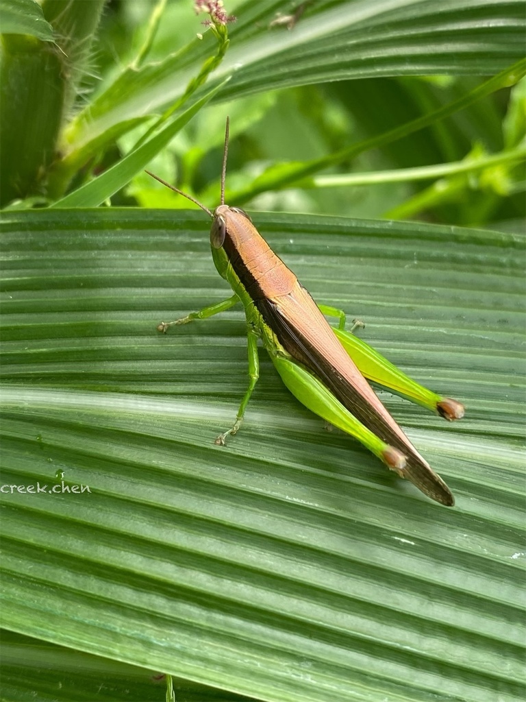 Chinese rice grasshopper from 五峰路91巷, 礁溪鄉, TW on June 25, 2021 at 08:38 ...