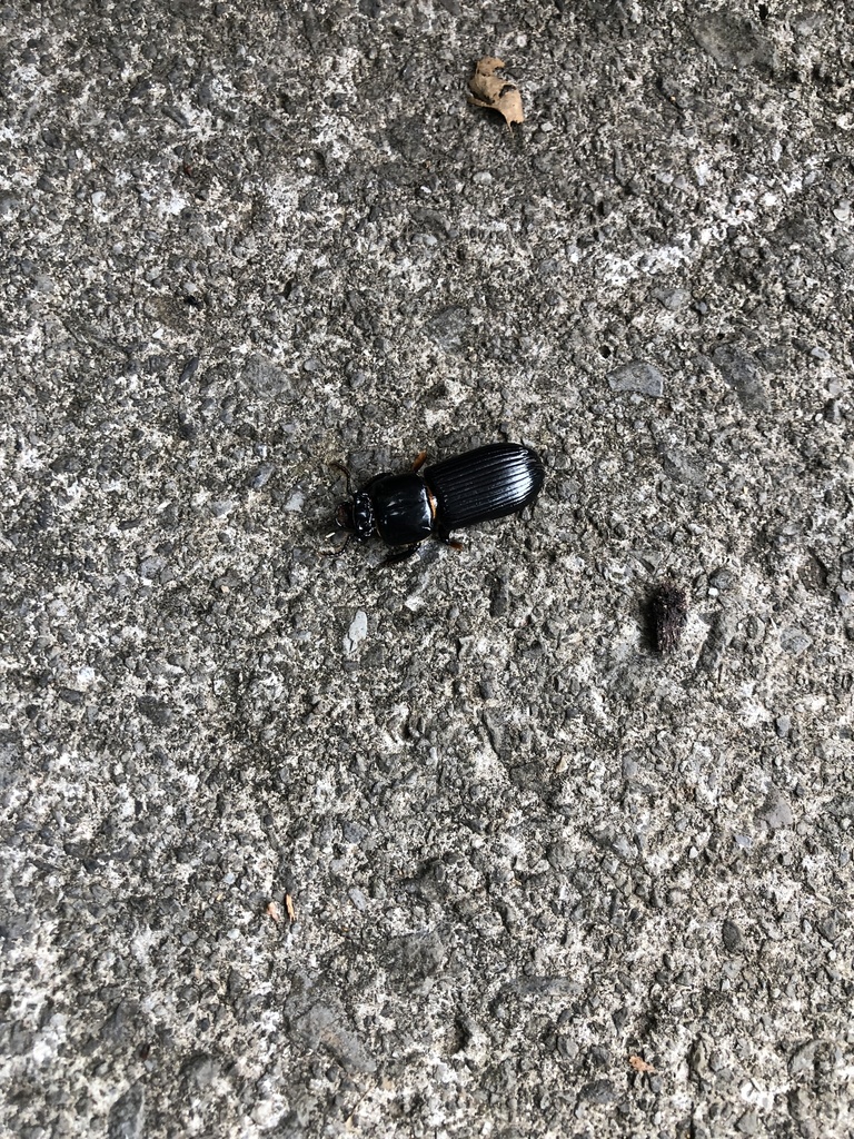 Beetles from Pine Meadows Ln, Farragut, TN, US on June 10, 2021 at 07: ...