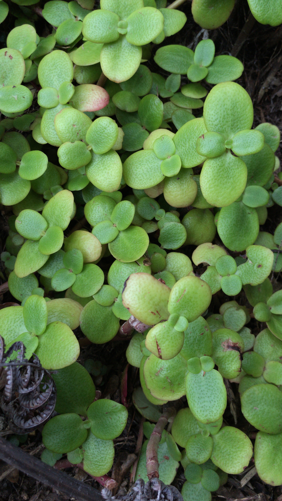 Fairy Stonecrop from Kawau Island on June 26, 2021 at 02:10 PM by dr ...