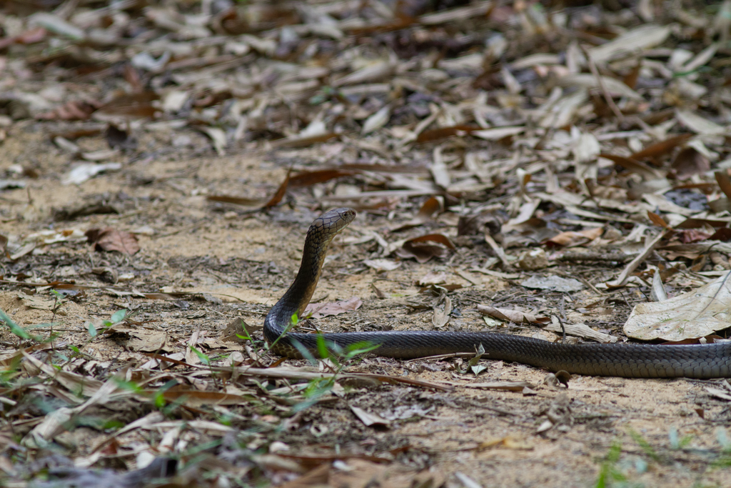 Sunda King Cobra from ตำบล ปากฉลุย อำเภอท่าฉาง สุราษฎร์ธานี 84150 ...
