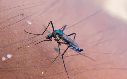 Zancudos de selvas (Haemagogus)