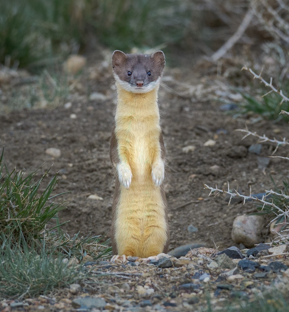 Long-tailed Weasel from Walden, CO, US on May 1, 2021 at 03:06 PM by ...