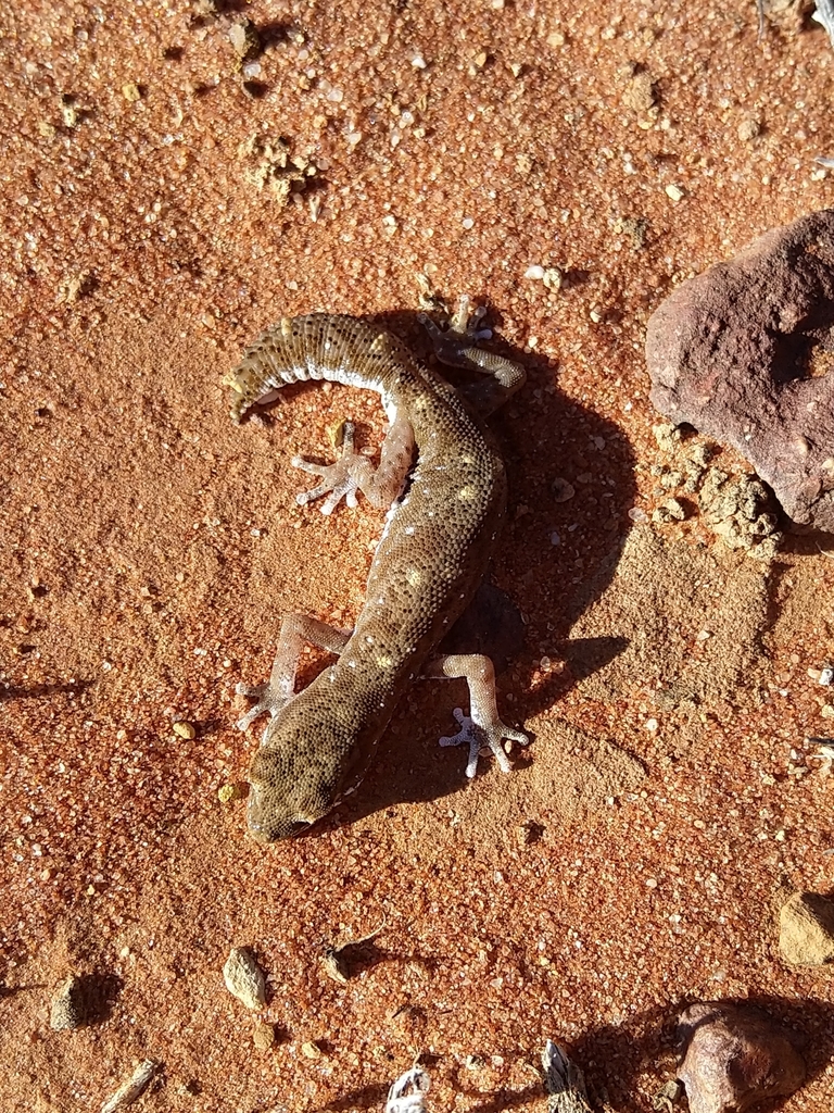 Tesselated Gecko from Sturt, Unincorp. Far West, AU-NS, AU on June 19 ...