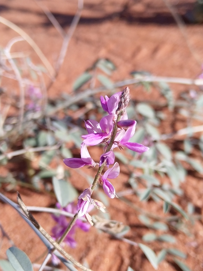 Hoary Darling Pea from Sturt, Unincorp. Far West, AU-NS, AU on June 20 ...