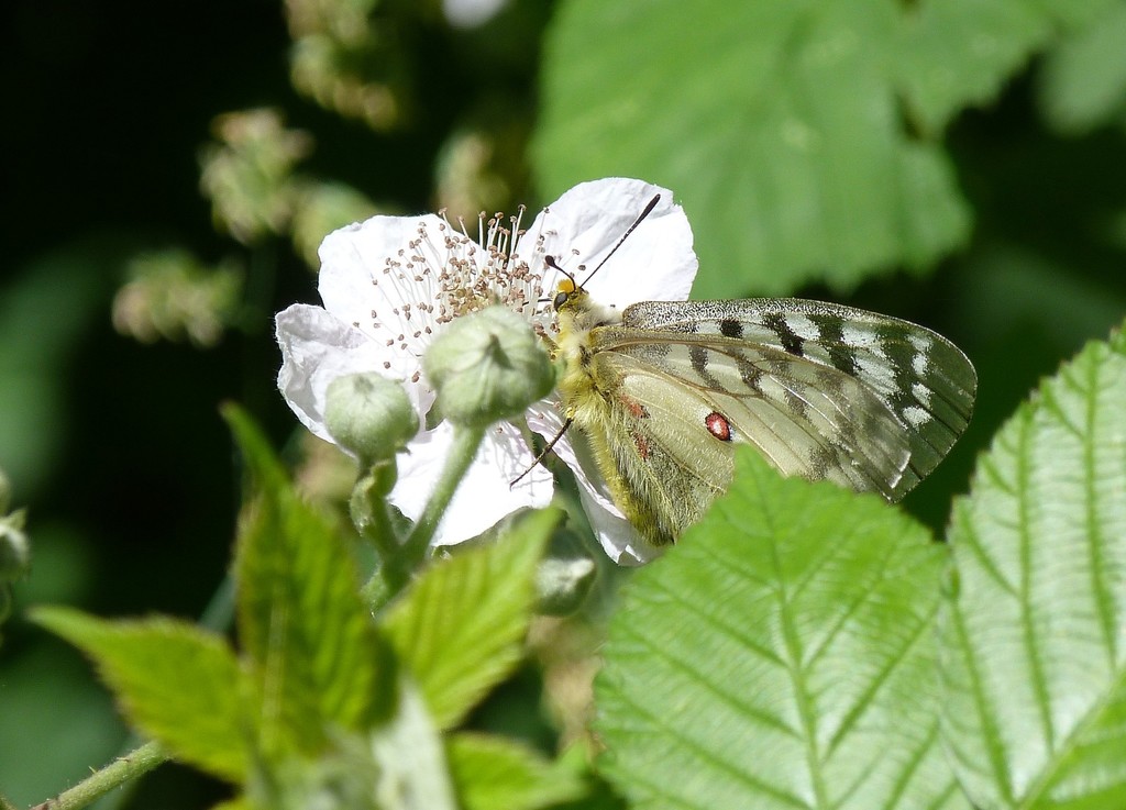 Clodius Parnassian from Del Norte County, CA, USA on June 17, 2021 at ...