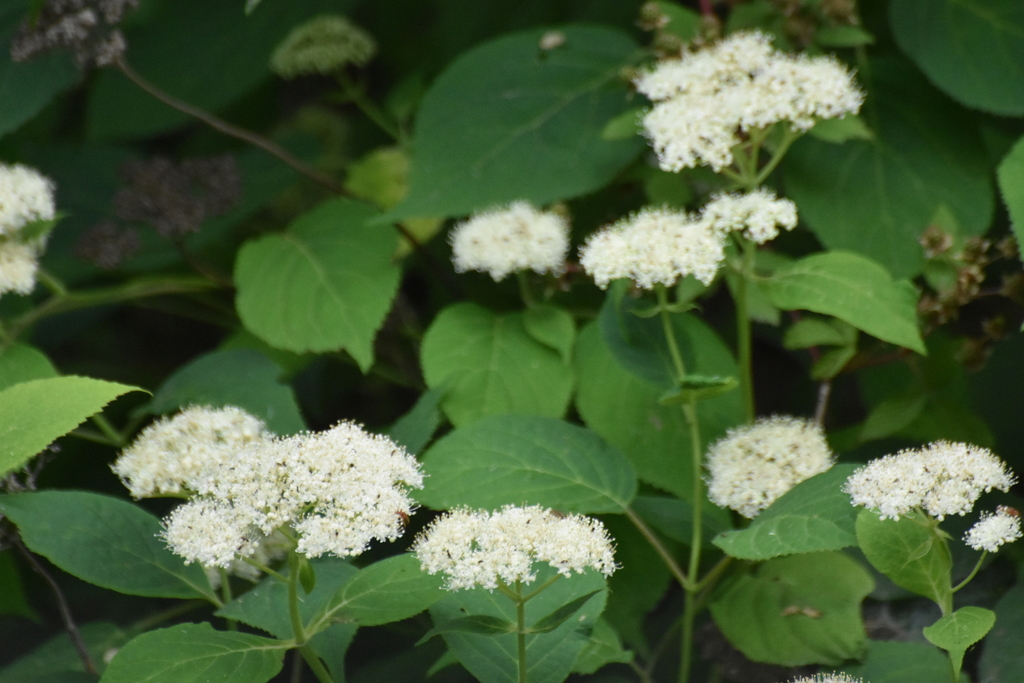 wild hydrangea from Washington County, VA, USA on June 24, 2021 at 06: ...