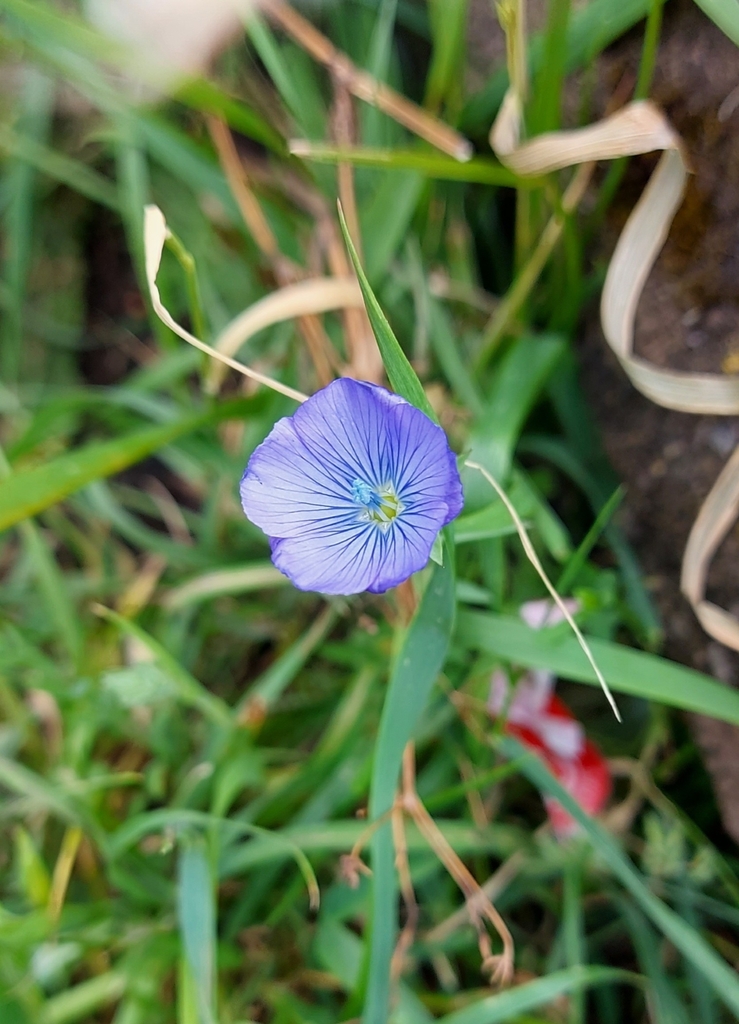 common flax from Brierley Hill, UK on 26 June, 2021 at 11:19 AM by ...