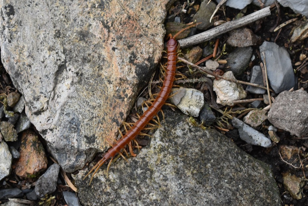 Eastern Red Centipede from Grayson County, VA, USA on June 23, 2021 at ...