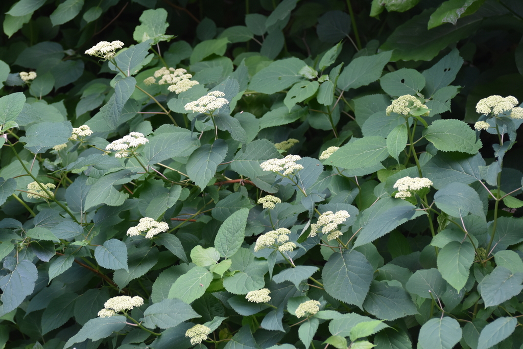 wild hydrangea from Smyth County, VA, USA on June 23, 2021 at 05:04 PM ...