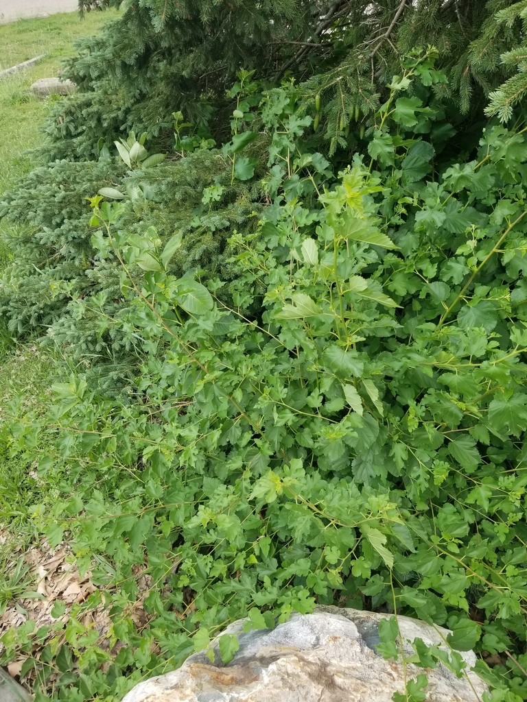 white mulberry from Battle Creek, MI, USA on June 26, 2021 at 02:15 PM ...