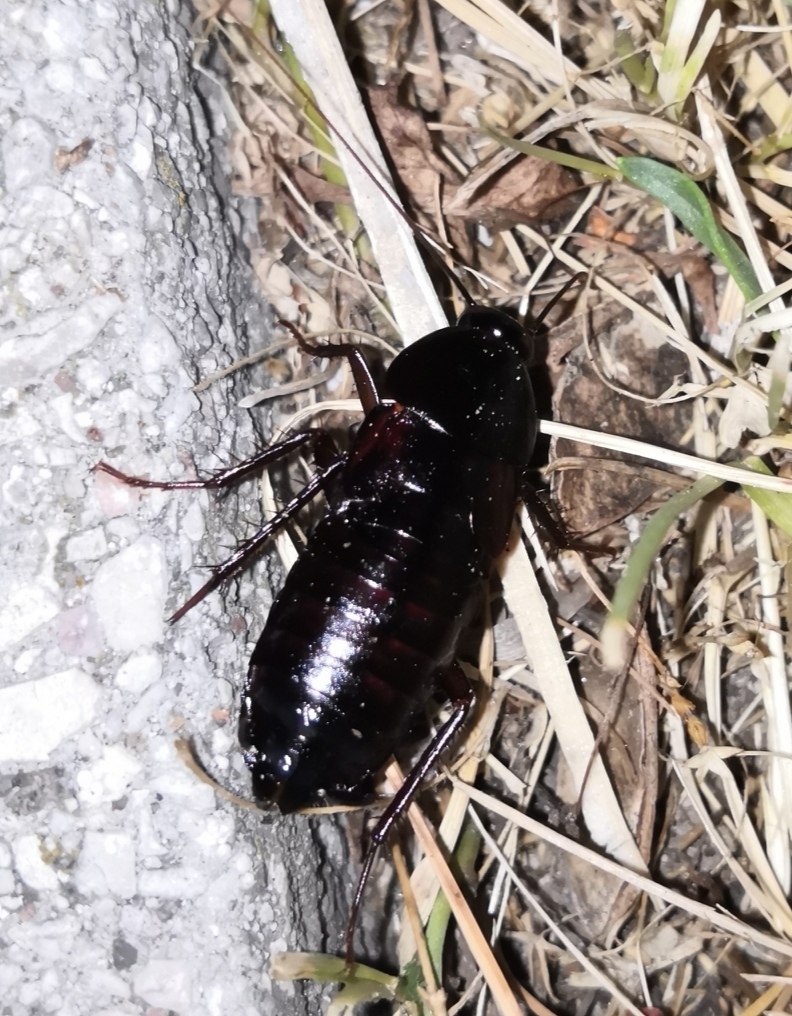 Oriental Cockroach from 38017 Mezzolombardo, Trentino, Italy on June 26 ...