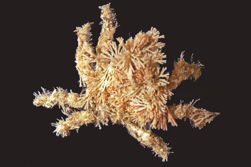 Moss Crab (Loxorhynchus crispatus) · iNaturalist