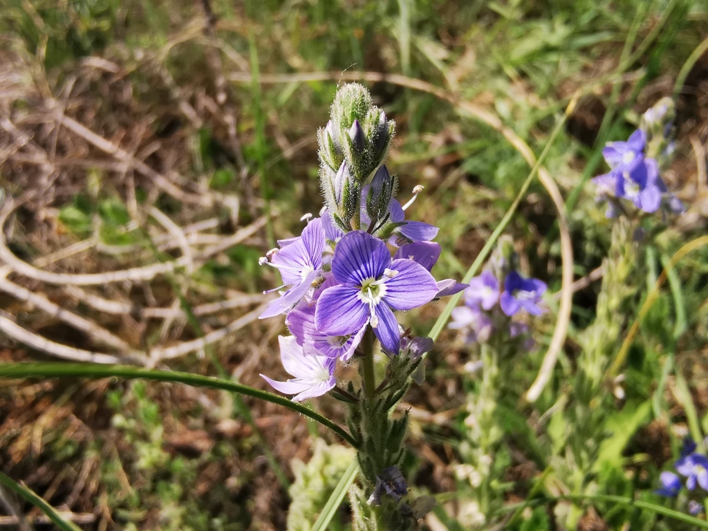 Veronica pectinata from ODTÜ-Oran, Çankaya/Ankara, Türkiye on May 25 ...