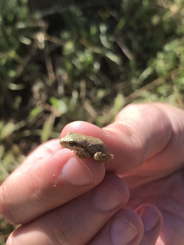 Sierran Tree Frog from Chalk Hill, Healdsburg, CA, US on June 03, 2021 ...