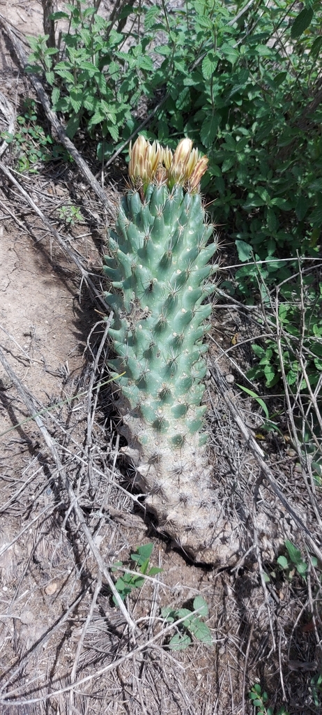 Coryphantha octacantha from 42748 Hgo., México on June 26, 2021 at 01: ...