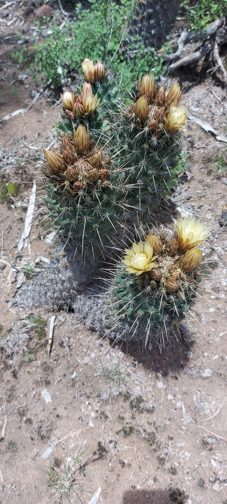 Coryphantha octacantha from 42748 Hgo., México on June 26, 2021 at 02: ...