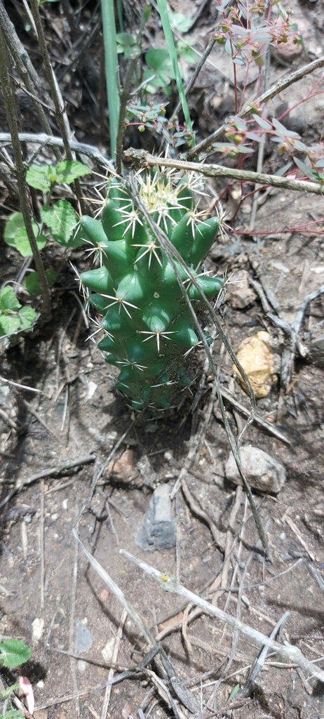 Coryphantha octacantha from 42748 Hgo., México on June 26, 2021 at 02: ...
