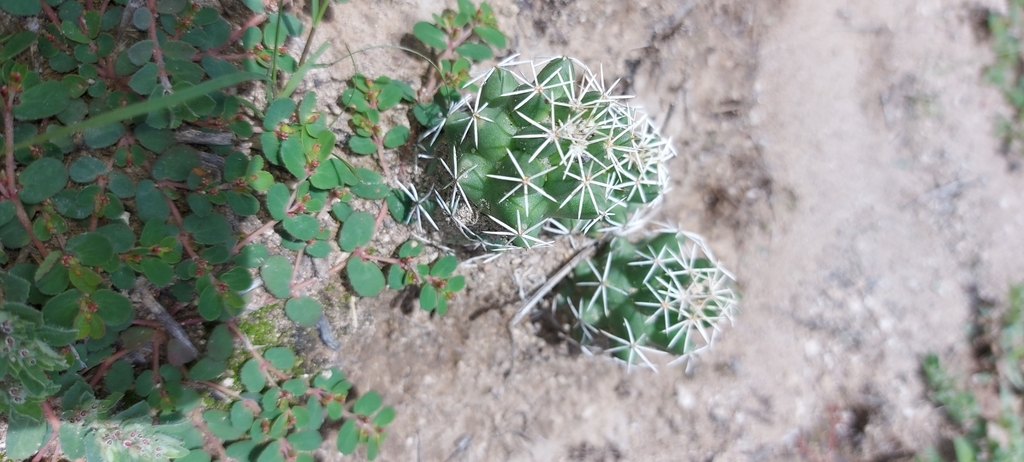 Coryphantha octacantha from 42748 Hgo., México on June 26, 2021 at 02: ...