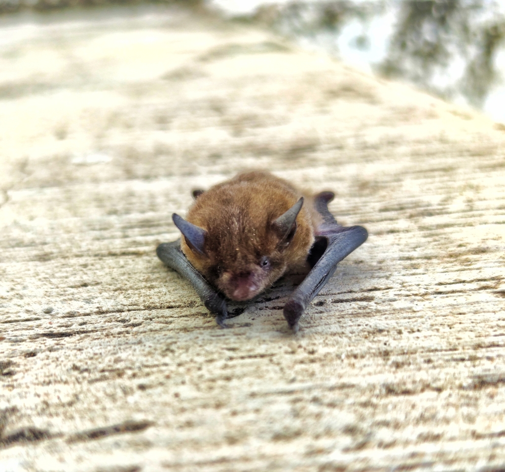 Yucatán Yellow Bat from Calle 35 No. 36 x 60 y 12, Colonial Buenavista ...