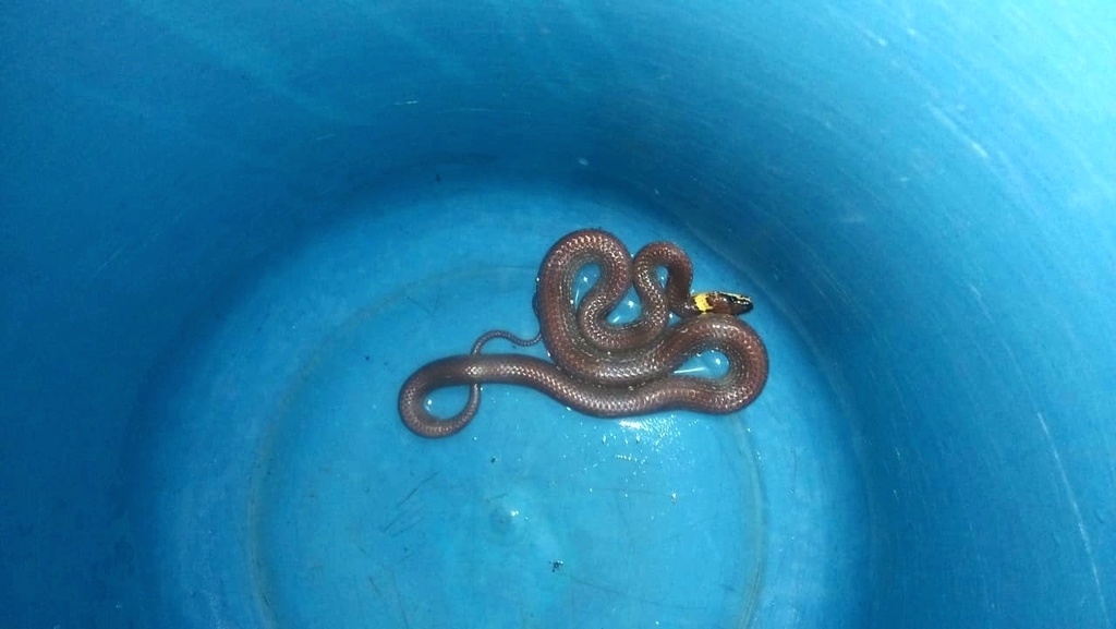 Yellow-collared Wolf Snake from Mahipal Gad on June 09, 2020 at 08:33 ...