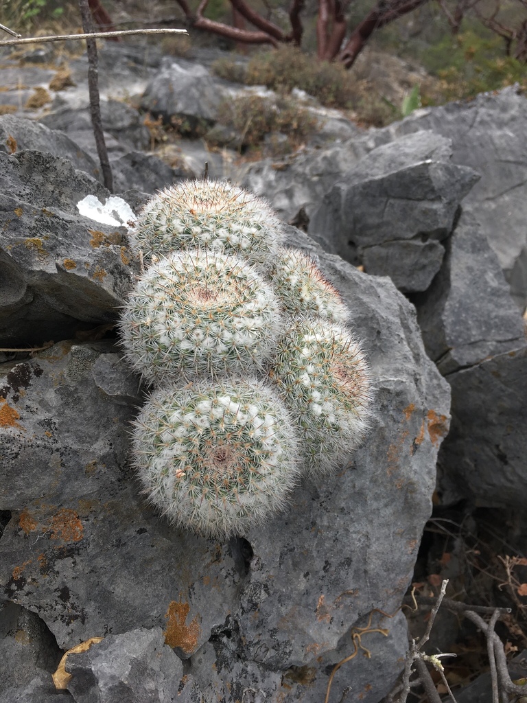 old woman cactus in March 2018 by Callie · iNaturalist