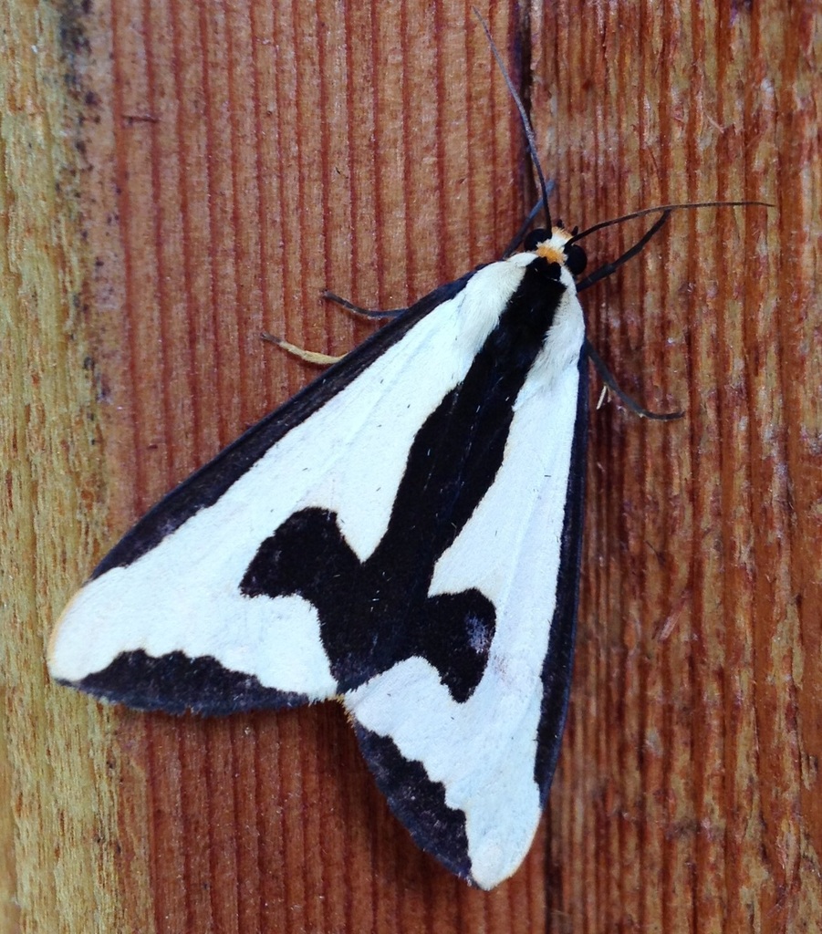 Clymene Moth (Butterflies and Moths of Floracliff Nature Sanctuary ...