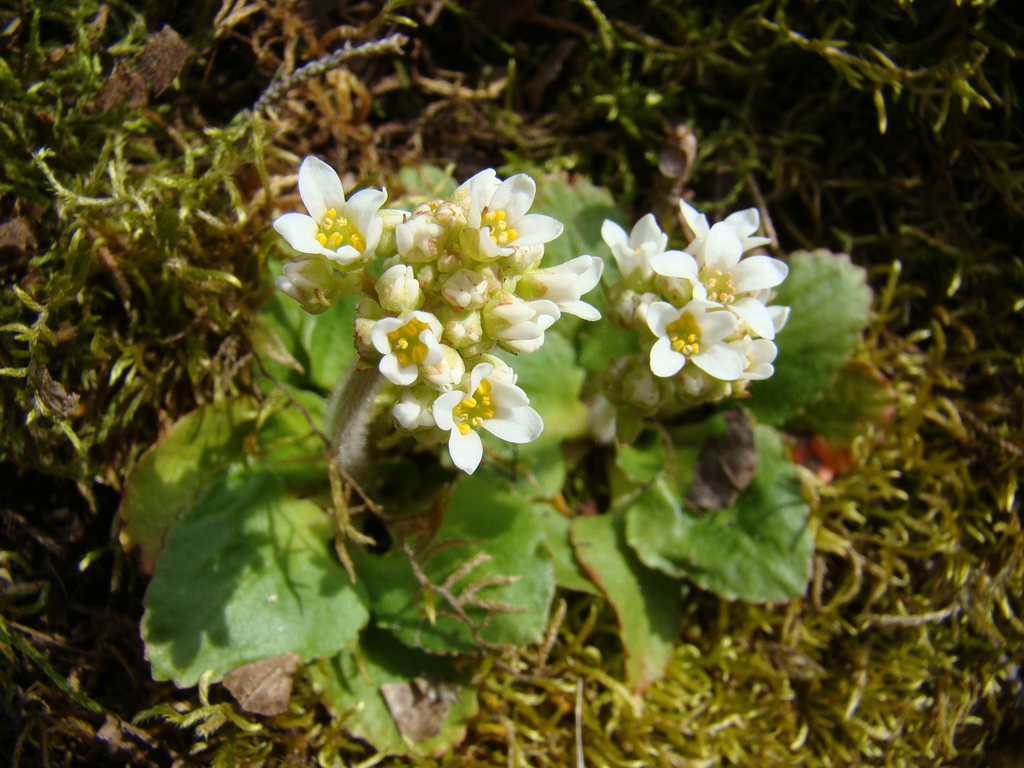 early saxifrage (Wildflowers of Floracliff Nature Sanctuary ) · iNaturalist