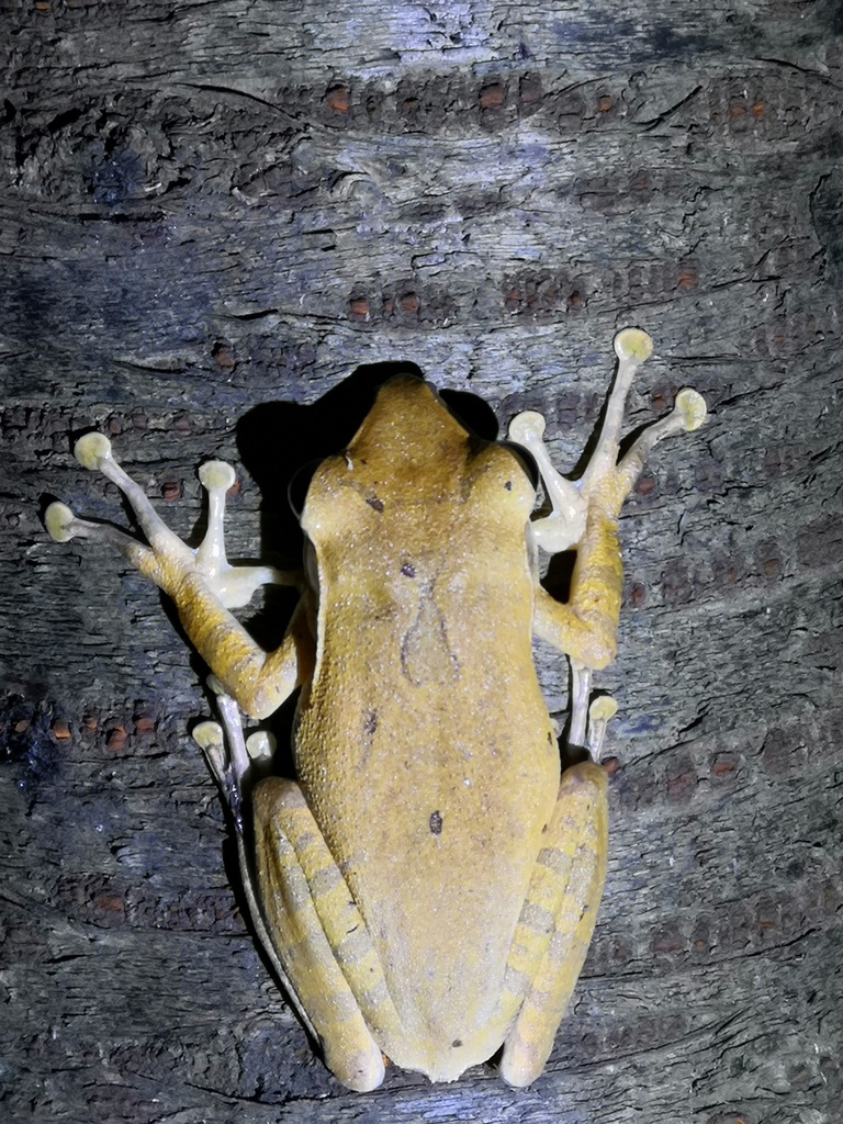 whipping frogs from 金山, 福州市, 福建省, CN on June 27, 2021 at 07:38 PM by ...