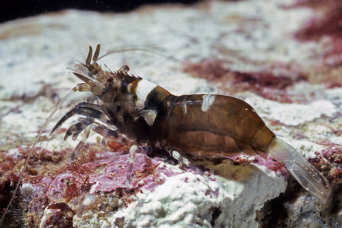 Taylor Coastal Shrimp (Heptacarpus taylori) · iNaturalist United Kingdom